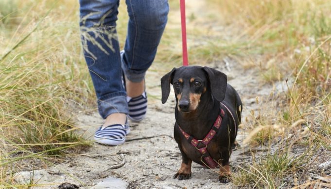 How to Play Pokemon Go With Your Dog – Top Dog Tips