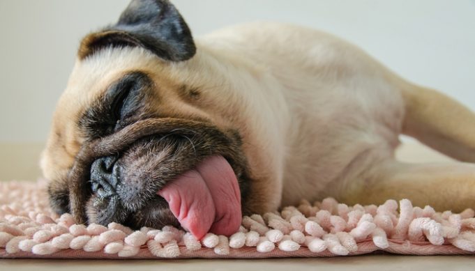 30 Most Lazy Dog Breeds Perfect for a Couch Potato Owner