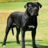 25 Most Affordable Low-Cost Dog Breeds That Anyone Can Adopt