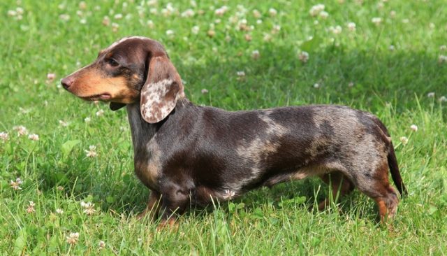 25 Most Affordable Low-Cost Dog Breeds That Anyone Can Adopt