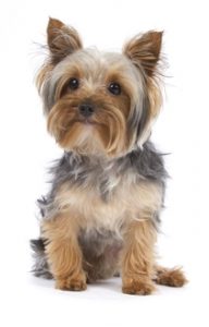 25 Most Affordable Low-Cost Dog Breeds That Anyone Can Adopt