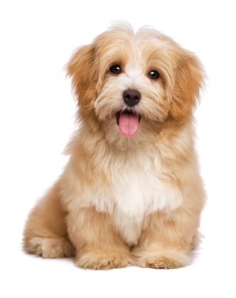 25 Most Affordable Low-Cost Dog Breeds That Anyone Can Adopt