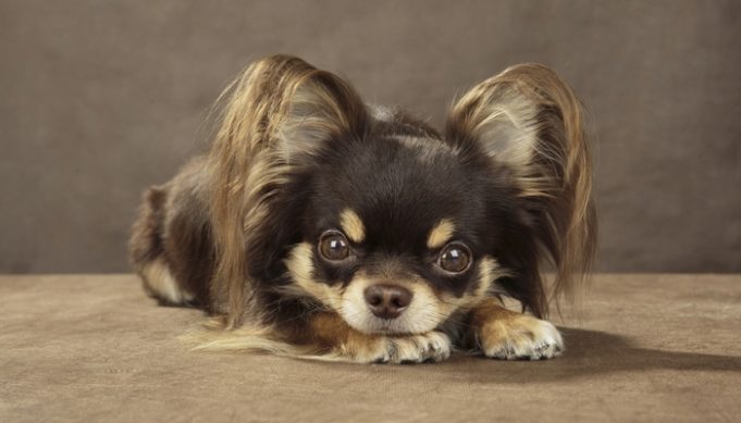 25 Most Affordable Low-Cost Dog Breeds That Anyone Can Adopt