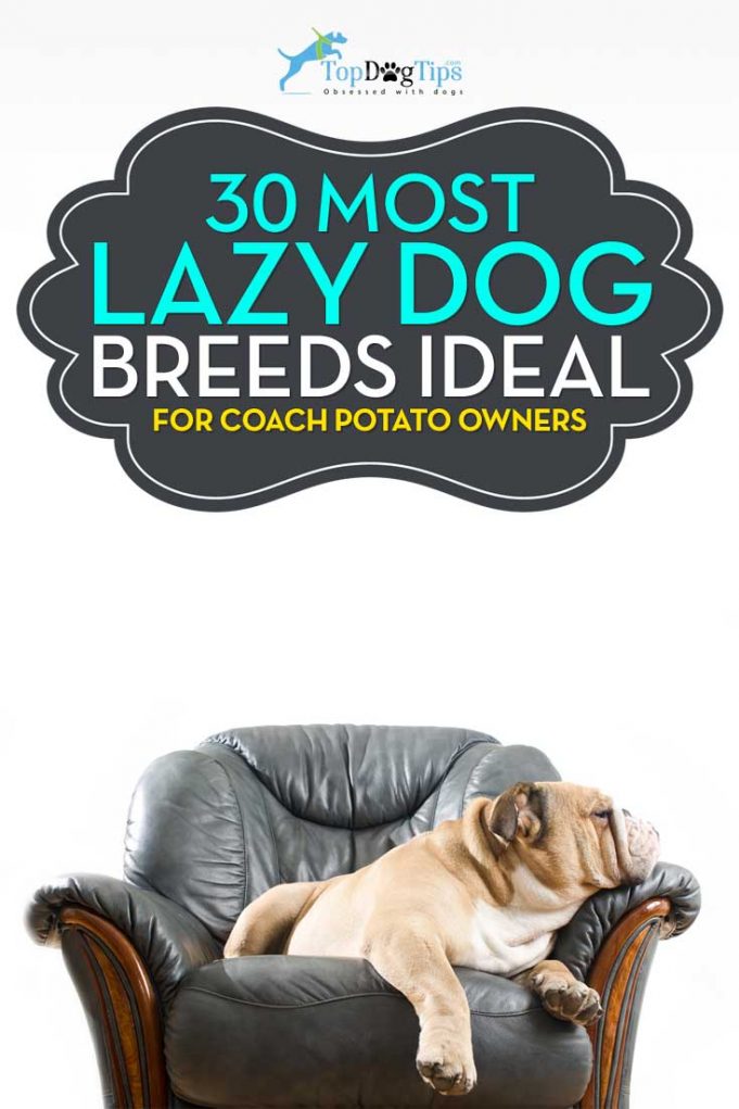 30 Most Lazy Dog Breeds Perfect for a Couch Potato Owner