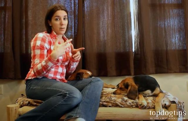 How to Give a Dog Medicine: 6 Actionable Methods & Step-by-Step Video