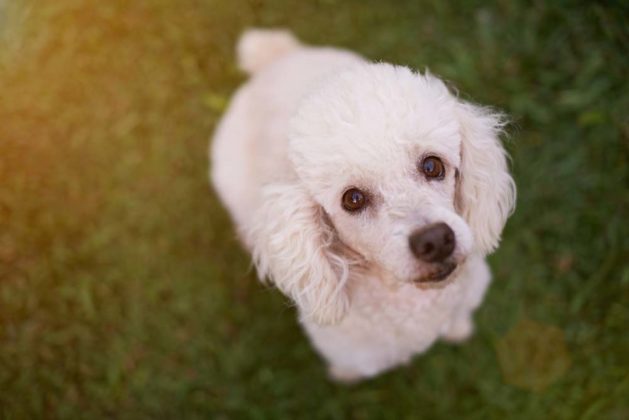 14 Best Watch Dogs and Breeds That are Good Guard Dogs for Homes