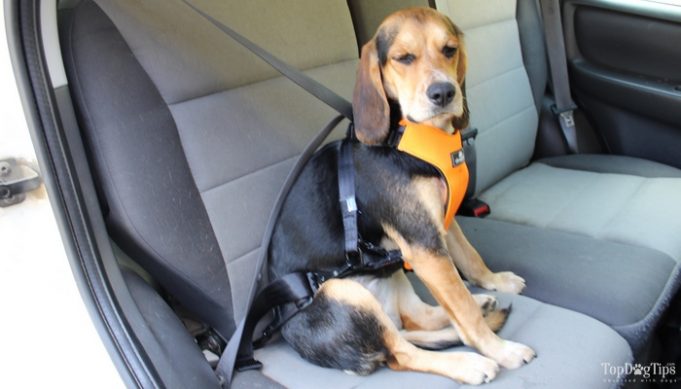 The 3 Safest Crash Tested Dog Harness for Car Brands of 2020