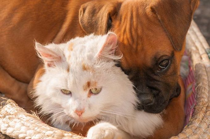 13 Best Dogs for Cats: Dog Breeds That Get Along With Cats