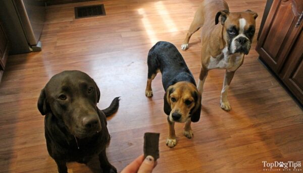 6 Best & Safe Chocolate Alternatives for Dogs – Top Dog Tips