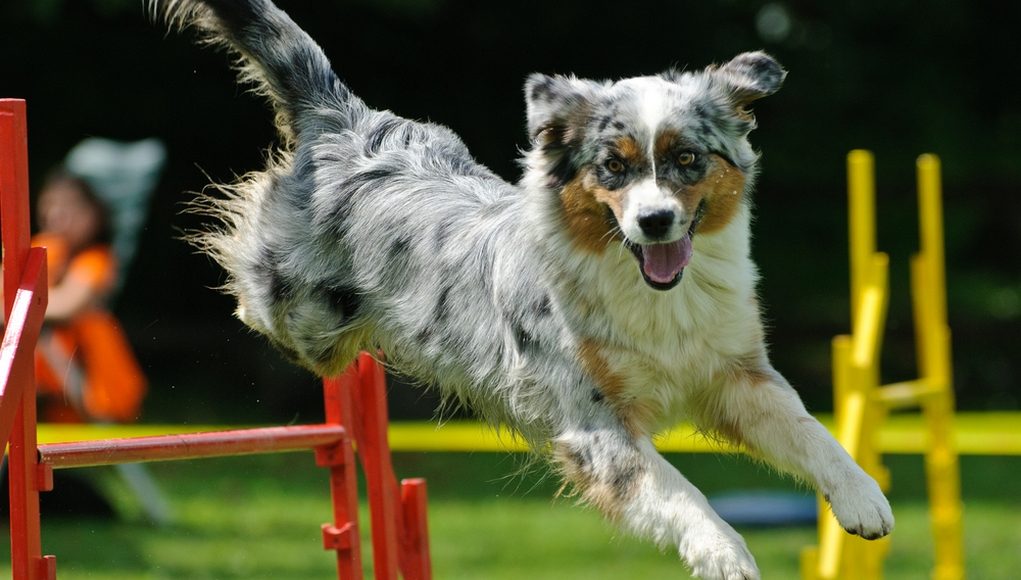 Dog Agility Competitions How To Start Science On Risks Pros Cons Dog Agility Competitions How To Start Science On Risks Pros Cons