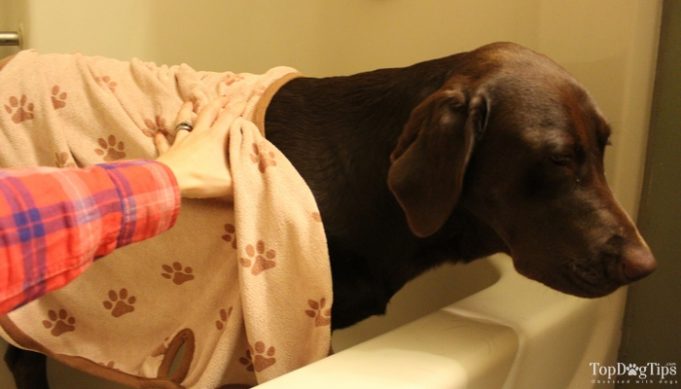 How to Dry a Dog After Bathing (Using Pet Towel, Hairdryer or Pet Dryer)