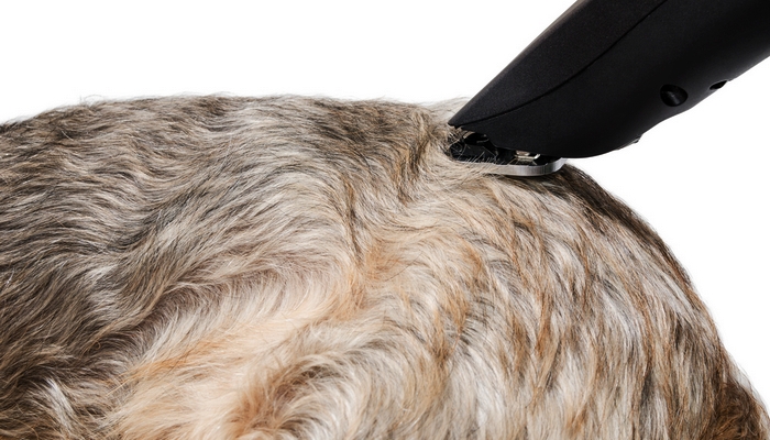 How To Use Dog Clippers to Trim or Cut Dog's Hair: A Video Guide