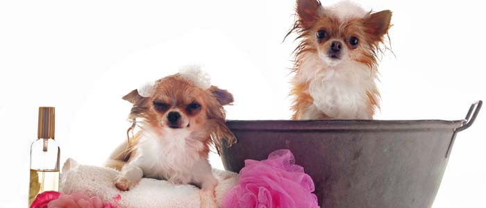 Best Dog Cologne & Deodorant for Dogs: Top 5 Great Options for 2016