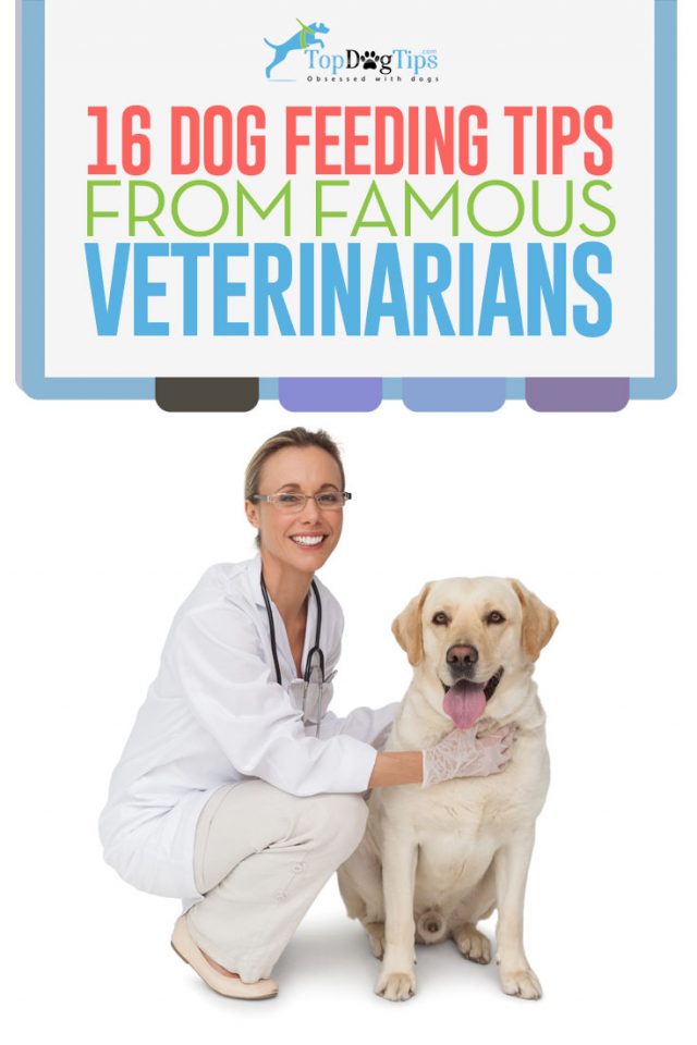 16 Best Tips from Four Famous Vets on Dog Nutrition and Feeding