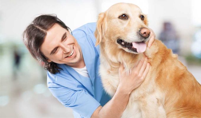 16 Best Tips from Four Famous Vets on Dog Nutrition and Feeding