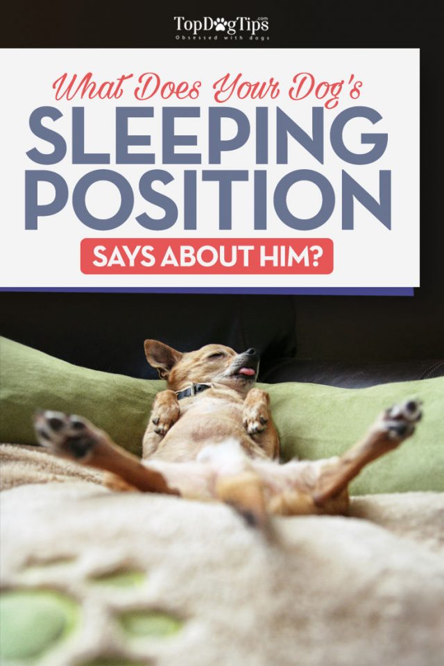 Dog's Sleeping Position and What It Says About Him