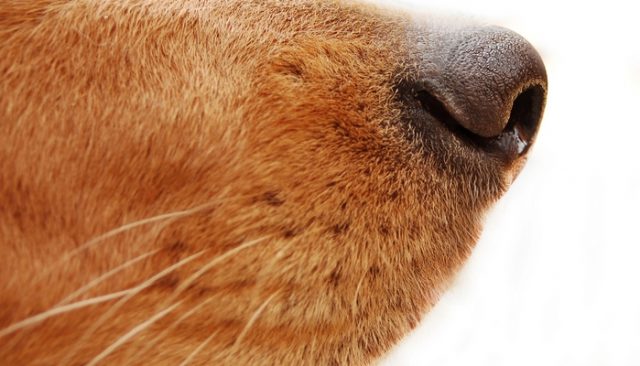 Dogs Can Smell Many Things – Including Time