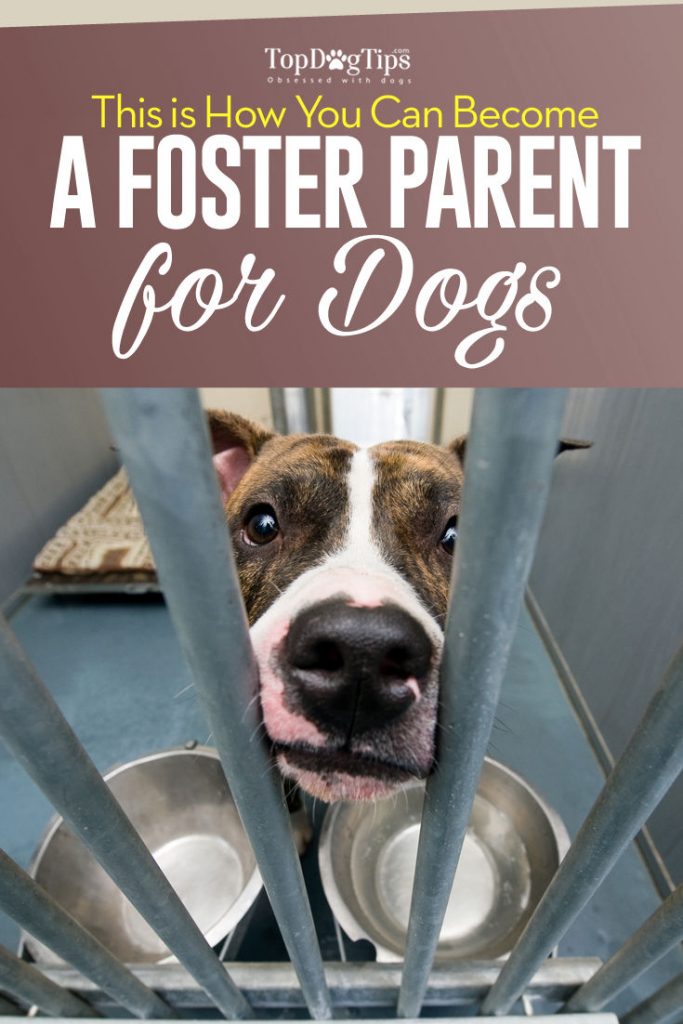 Let's Talk: How to Become a Foster Parent for Dogs – Top Dog Tips