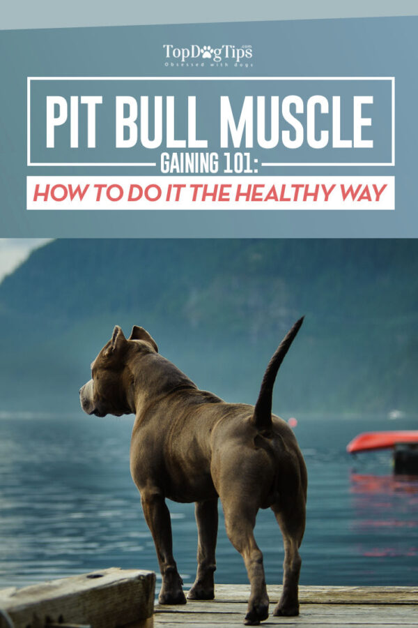 Pit Bull Muscle Gaining 101: Bulk Up a Pit Bull Healthfully