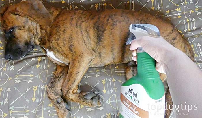 How to Remove Fleas From a Dog and Prevent Future Flea Infestations