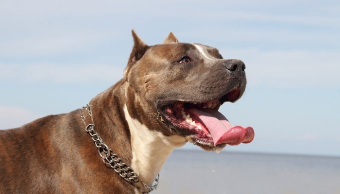 Pit Bull Muscle Gaining 101: Bulk Up a Pit Bull Healthfully