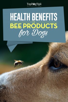 Bee Products for Dogs: Their Safety, Efficacy and How to Use Them