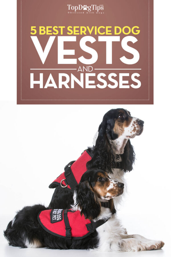 Top 5 Best Service Dog Vests and Harnesses for Working Dogs