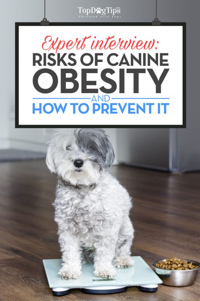 Expert Interview: Risks of Canine Obesity and How To Keep Your Dog Fit