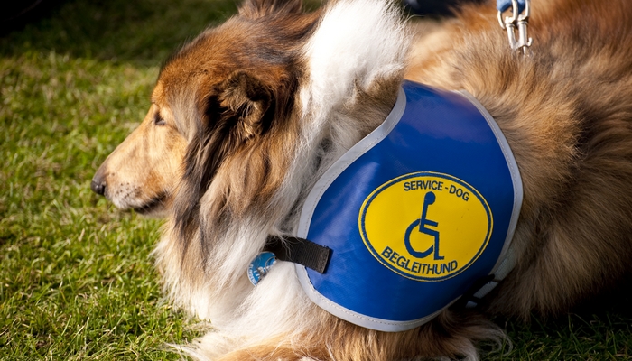How To Get Service Dog For Anxiety
