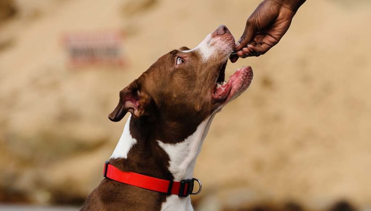 6 Best Dog Food for Pitbulls to Gain Weight and Lean Muscle