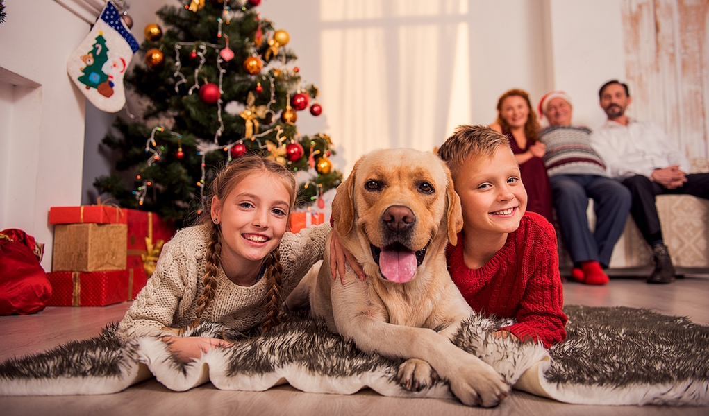 22 Dos And Don ts When Spending Christmas With Dogs 22 Dos And Don ts When Spending Christmas With Dogs