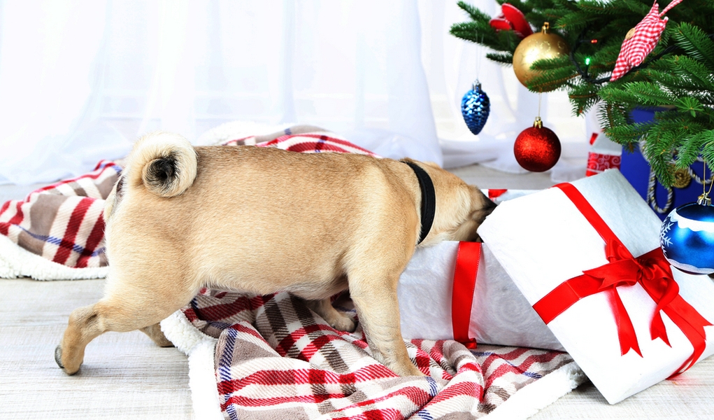 17 Best Christmas Gift Ideas For Dogs Updated 2023 