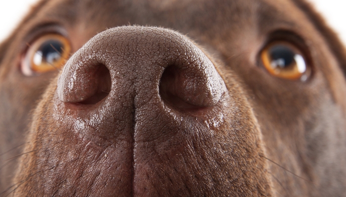 How To Train A Dog To Do Nose Work and Why You Should: Video Guide