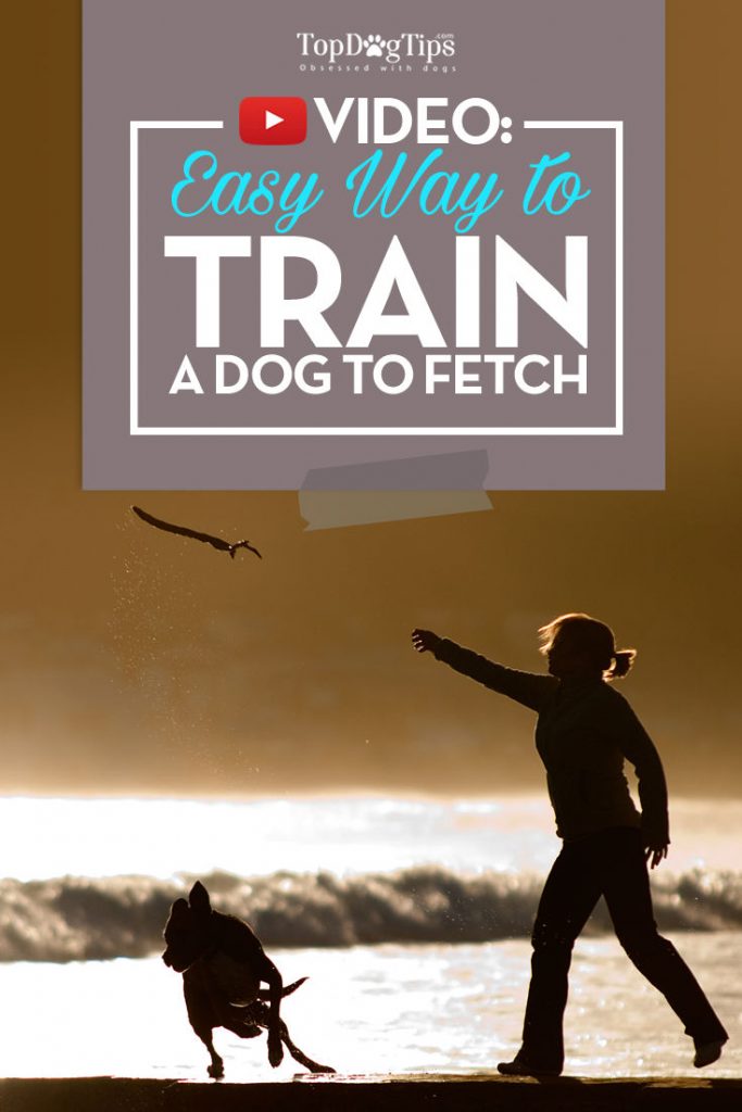 How To Train A Dog To Fetch: Quick and Easy-To-Follow Video Guide