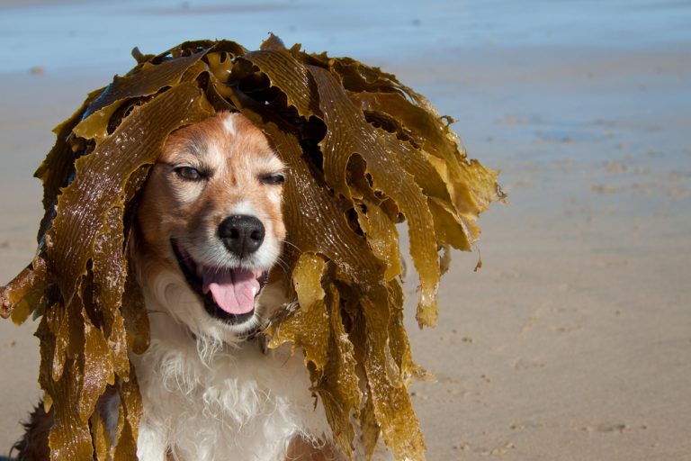 11 Best Superfoods for Dogs That May Improve Their Health