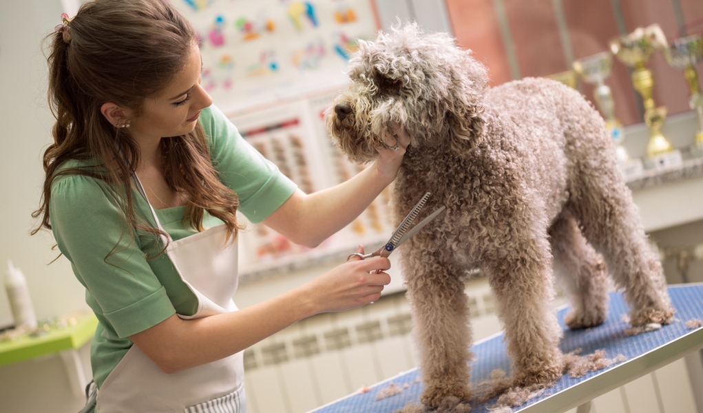 Where To Begin Your Career As A Pet Groomer Top Dog Tips