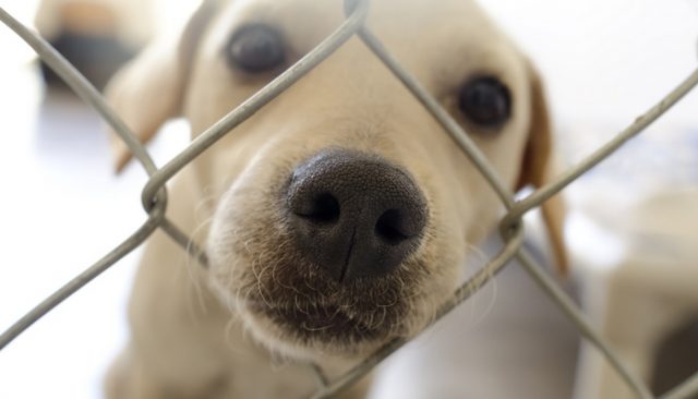 26-Step Checklist for Adopting a New Dog or Puppy (How to Do It Right!)