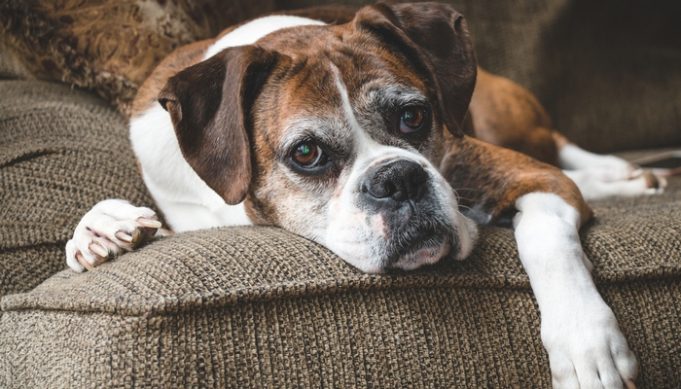Dog Rescue Takes in Homeless Elderly Dogs, Provides Lifetime of Paid ...