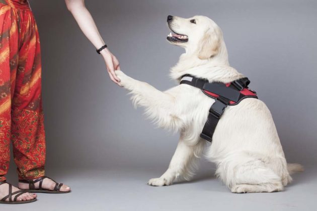 25 Smart Dog Breeds Easy to Train Quickly & Good for First Time Owners