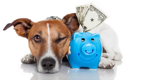 19 Clever Tips on How to Save and Budget for General Dog Costs