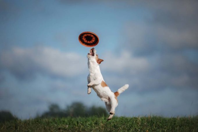 25 Smart Dog Breeds Easy to Train Quickly & Good for First Time Owners