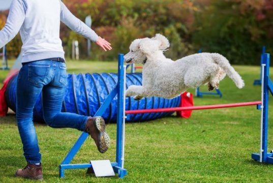 25 Smart Dog Breeds Easy to Train Quickly & Good for First Time Owners