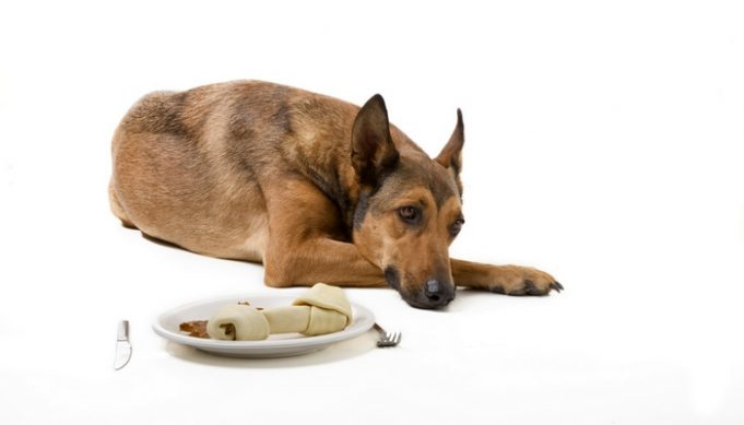 How to Get a Dog with No Appetite to Eat – Top Dog Tips