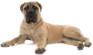 30 Most Quiet Dog Breeds Perfect for Apartment Living