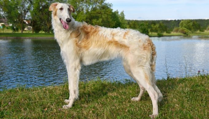 30 Most Quiet Dog Breeds Perfect for Apartment Living