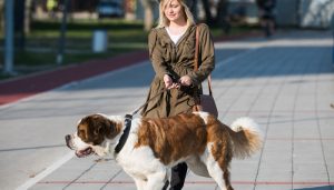 30 Most Quiet Dog Breeds Perfect for Apartment Living