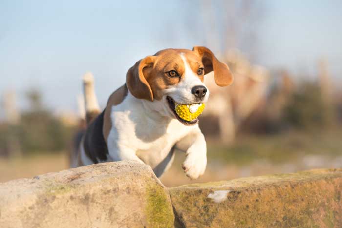 15 Most Stubborn Dog Breeds That Are Difficult to Train
