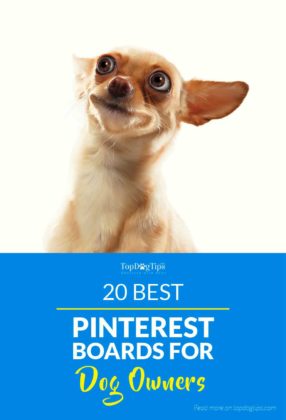 20 Fascinating Best Pinterest Boards For Dog Owners