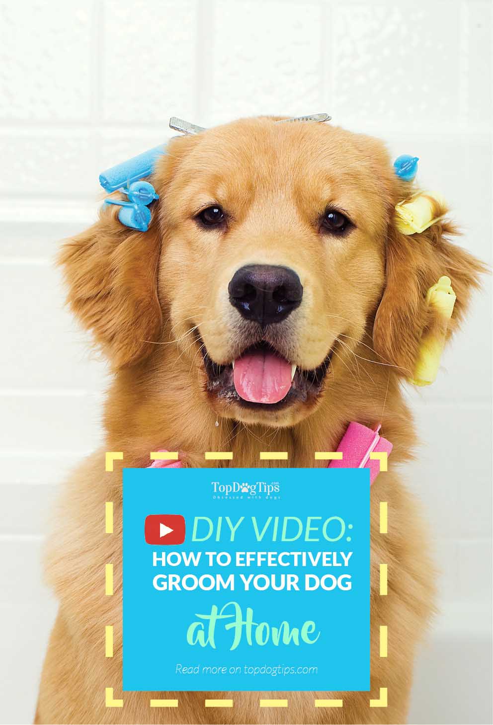 How To Groom A Dog At Home By Yourself Intro To DIY Dog Grooming