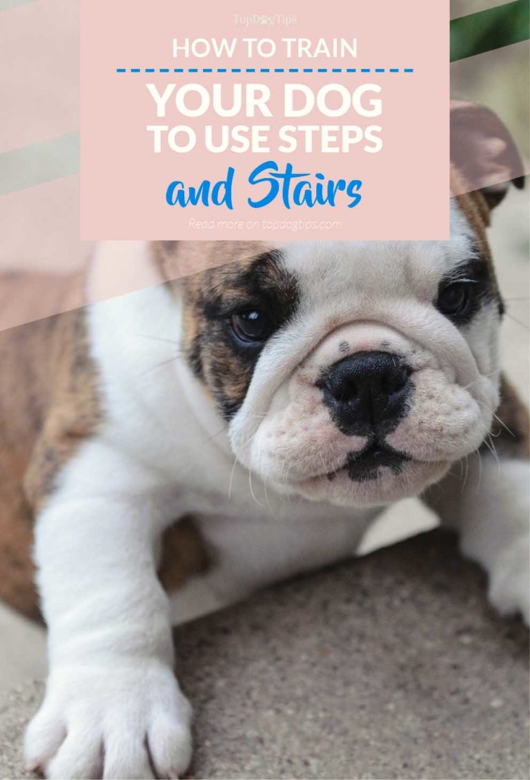 Tips and Tricks for Training a Dog to Use Pet Steps, Stairs and Ramps